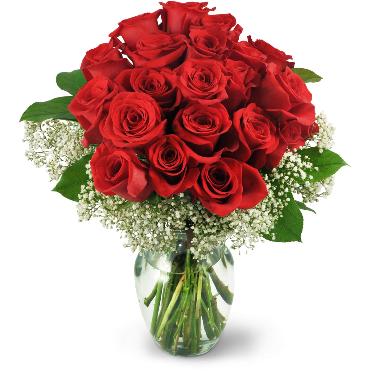 Two Dozen Red Roses – Vitae Roses